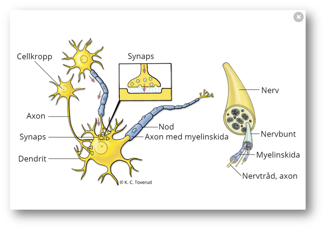 Cellkropp Dendrit Axon Myelin Nod Synaps – Ders Dünyası – WORLD OF COURSES
