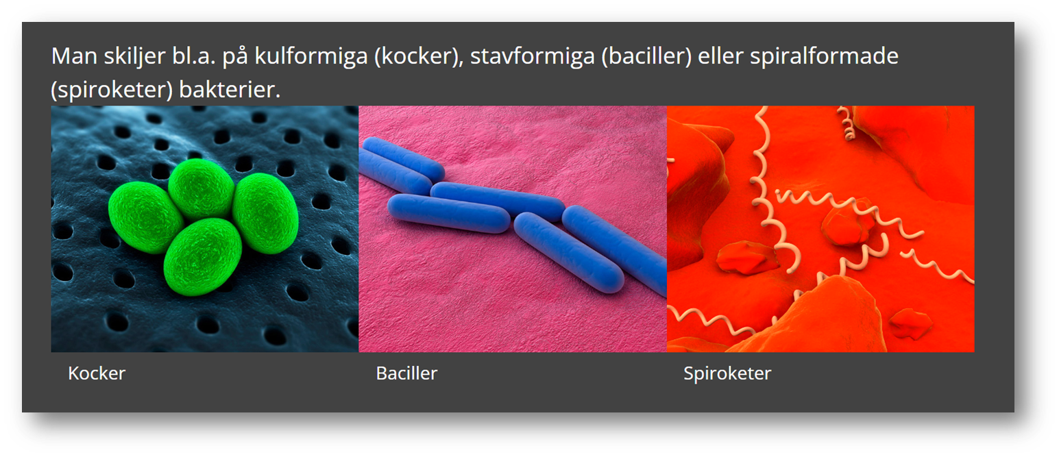Vi är mikroorganismer och har designats olika typer för olika syften ...