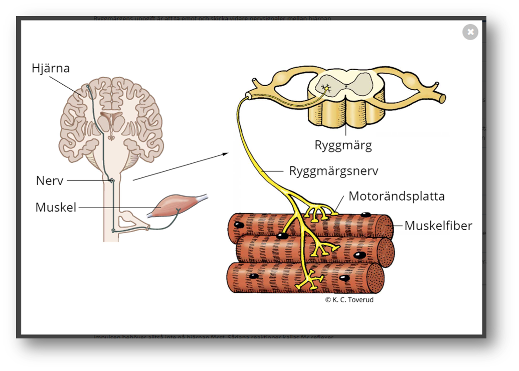 Jag är perifera nervsystemet (PNS) som har designats med sensoriska och ...